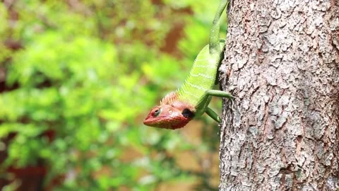 A Lizard That Changes Its Body Color To ... | Stock Video | Pond5