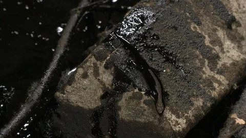 Toxic Products Stock Videos – Royalty-Free HD & 4K Videos