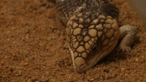 lizard digging in the ground 4k | Stock Video | Pond5