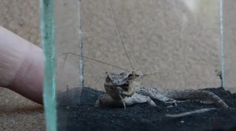 Achetea Domesticus Stock Footage ~ Royalty Free Stock Videos | Pond5