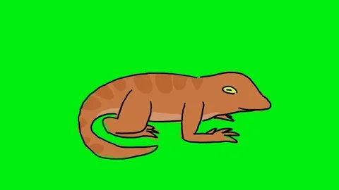 lizard - Hand Drawn - Green Screen | Stock Video | Pond5