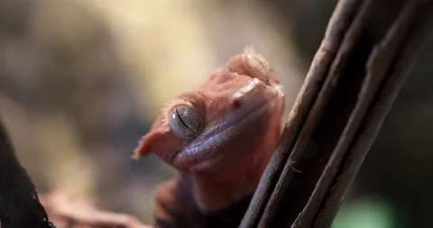 Lizard inside a terrarium showing tongue... | Stock Video | Pond5