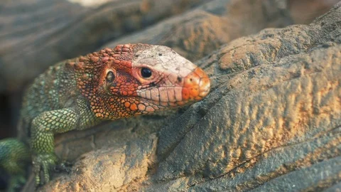 Lizard with orange head and green body o... | Stock Video | Pond5