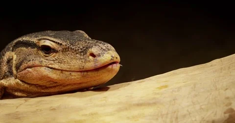 lizard water monitor tongue flicking sid... | Stock Video | Pond5