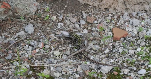 A Stronger Chase Stock Videos – Royalty-Free HD & 4K Videos | Pond5