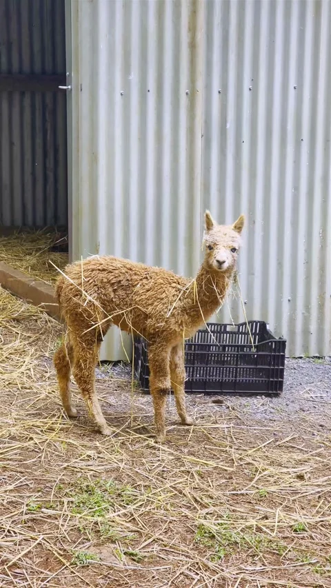 Llama Alpaca baby jump shock funny hilar... | Stock Video | Pond5