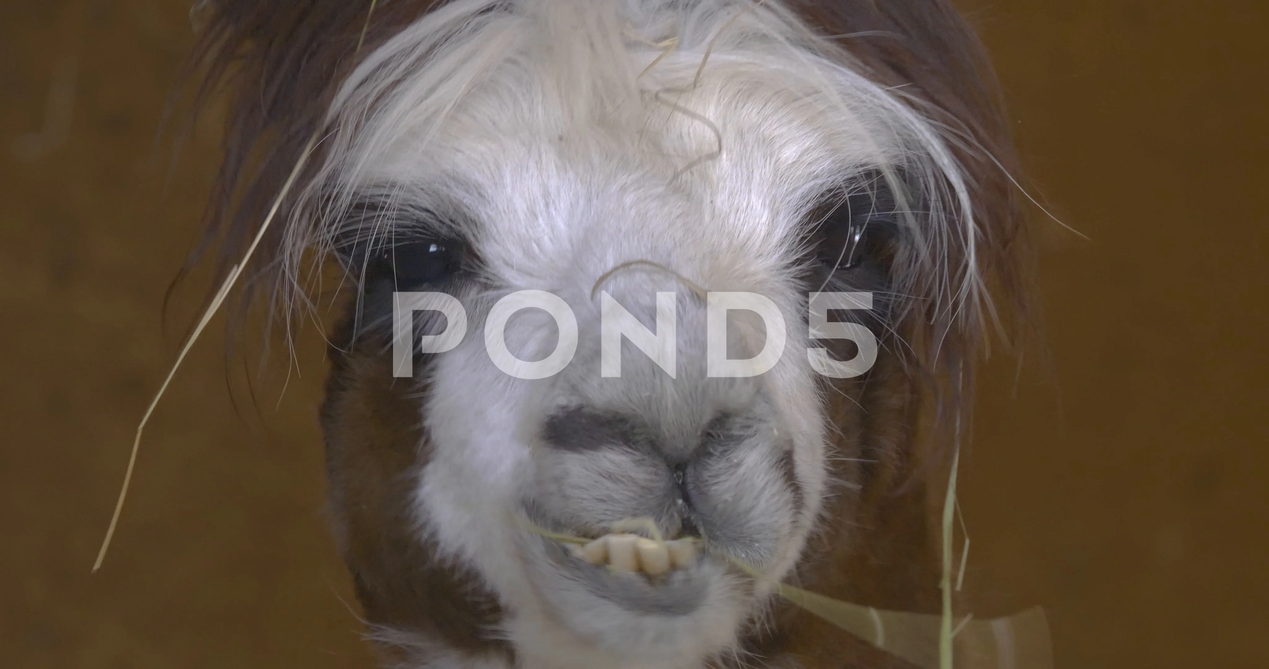 Funny Llama Teeth