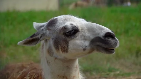 The llama chews. The Lama looks into the... | Stock Video | Pond5