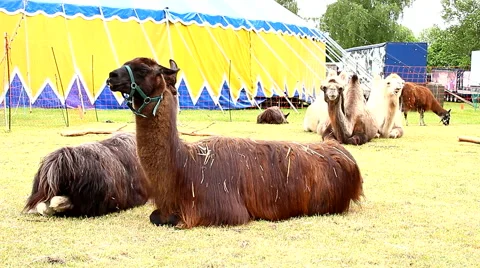 Lama Cartoon Stock Video Footage | Royalty Free Lama Cartoon Videos | Pond5