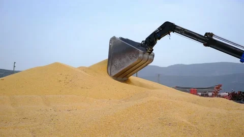 4K Movie Seeds Stock Videos – Royalty-Free HD & 4K Videos