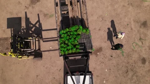 loading flowers and plants to transporta... | Stock Video | Pond5