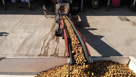 Loading potatoes into a lorry from a gra... | Stock Video | Pond5