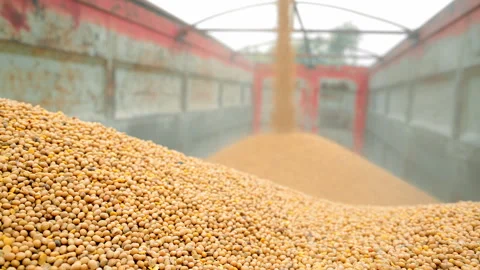 Loading soybean crop into a truck. The b... | Stock Video | Pond5