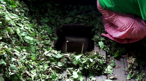 Tea Milling Machine Stock Videos – Royalty-Free HD & 4K Videos