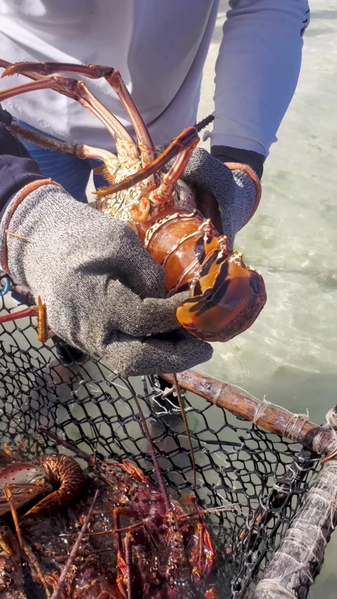 Check Rques Stock Videos – Royalty-Free HD & 4K Videos