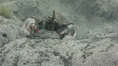 Sea Floor Stock Footage ~ Royalty Free Stock Videos | Page 2