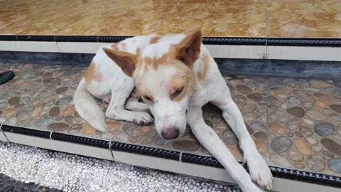 Dog Sitting Ranch Stock Videos – Royalty-Free HD & 4K Videos