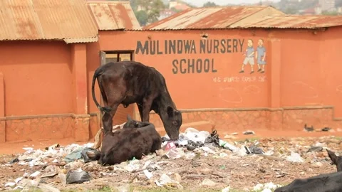 Local cow in the slums of Africa, city c... | Stock Video | Pond5