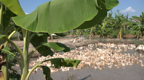 Local duck farm behind a palm tree leaf ... | Stock Video | Pond5