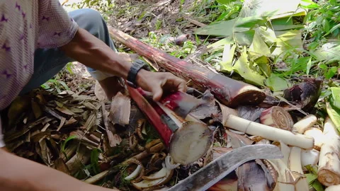 A Local Farmer Harvesting Abaca Fiber in... | Stock Video | Pond5