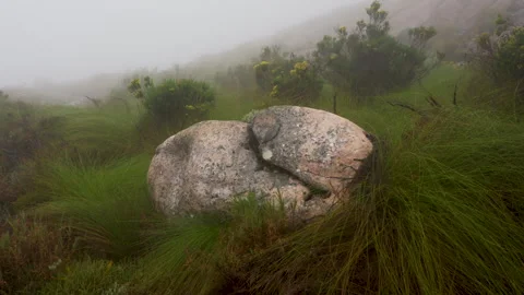 Grow It Local Stock Videos – Royalty-Free HD & 4K Videos | Pond5