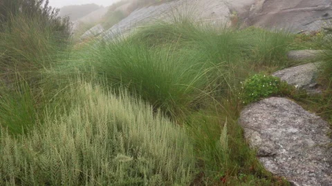 Grow It Local Stock Videos – Royalty-Free HD & 4K Videos | Pond5