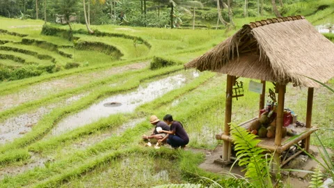 Coconut Opener Stock Videos – Royalty-Free HD & 4K Videos