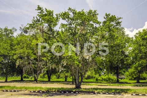 Photograph: Lock and Dam beautiful green moss trees in the park #144800762