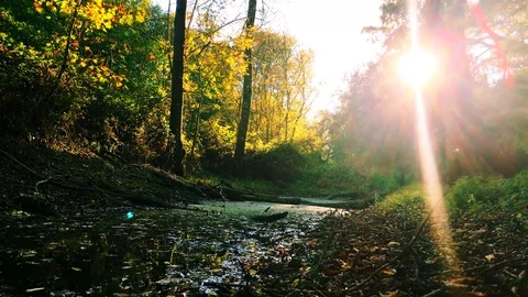Locked off shot of a magical forest with... | Stock Video | Pond5