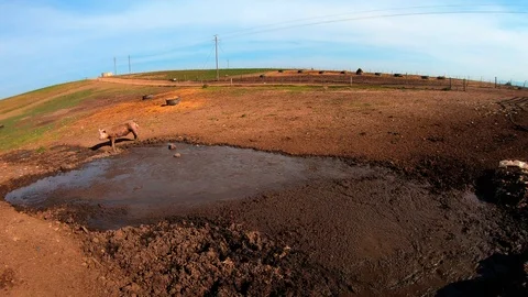 Locked shot of pigs in the mud and mud p... | Stock Video | Pond5