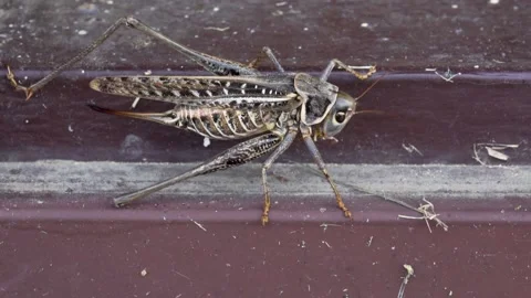 Locust Jump Stock Video Footage | Royalty Free Locust Jump Videos | Pond5