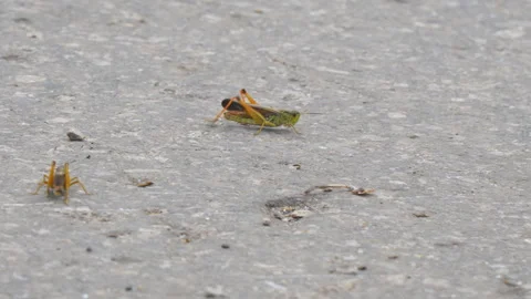 Locust Jump Stock Video Footage | Royalty Free Locust Jump Videos | Pond5