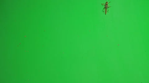 Locust D on Green Screen Chroma Key Pt2 ... | Stock Video | Pond5