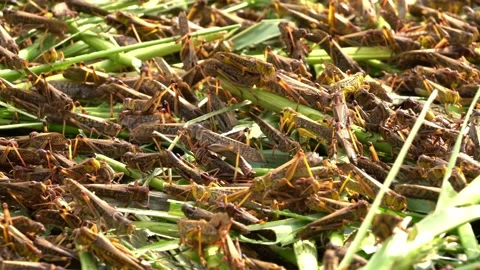 Locust Stock Videos – Royalty-Free HD & 4K Videos