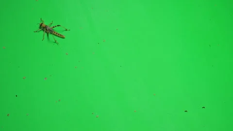 Locust A on Green Screen Chroma Key Pt6 ... | Stock Video | Pond5