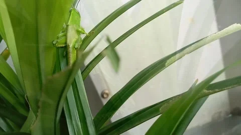 Locust Jump Stock Video Footage | Royalty Free Locust Jump Videos | Pond5