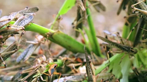 Locust Stock Video Footage | Royalty Free Locust Videos | Pond5