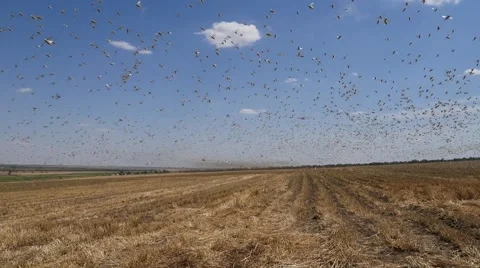 Locusts destroy crops | Stock Video | Pond5