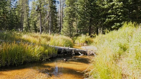 Log across a clear river in a forest | Stock Video | Pond5