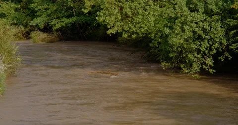 A log floats in flooded dirty river with... | Stock Video | Pond5