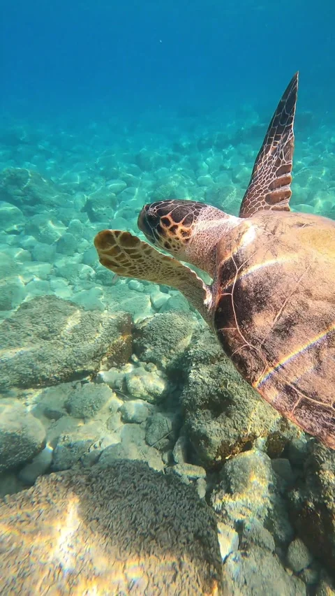 Sea Turtle Greece Stock Videos – Royalty-Free HD & 4K Videos | Page 6