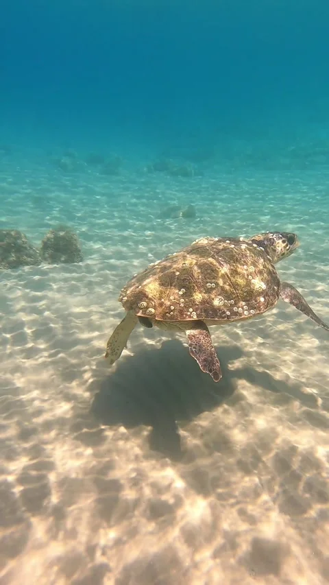 Sea Turtle Greece Stock Videos – Royalty-Free HD & 4K Videos | Page 2