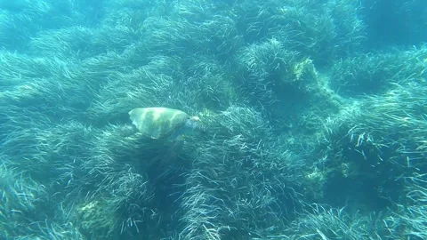 Sea Turtle Greece Stock Videos – Royalty-Free HD & 4K Videos | Page 4