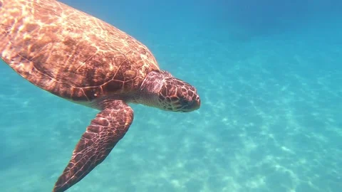 Sea Turtle Greece Stock Videos – Royalty-Free HD & 4K Videos | Page 6