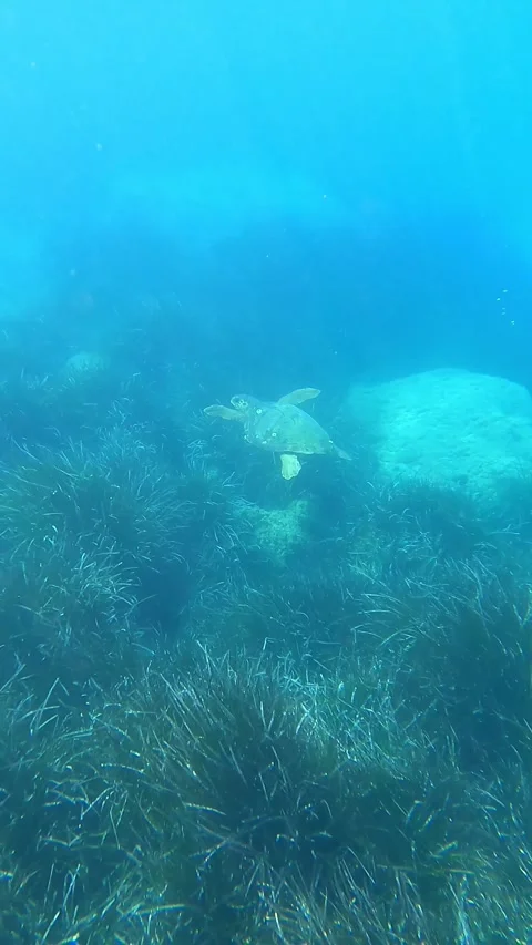 Sea Turtle Greece Stock Videos – Royalty-Free HD & 4K Videos | Page 2