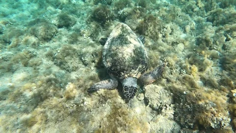 Sea Turtle Greece Stock Videos – Royalty-Free HD & 4K Videos | Page 6