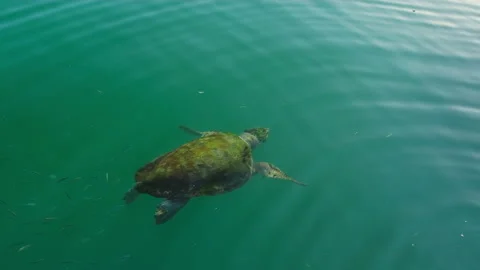 Loggerhead Turtle Stock Footage ~ Royalty Free Stock Videos | Pond5