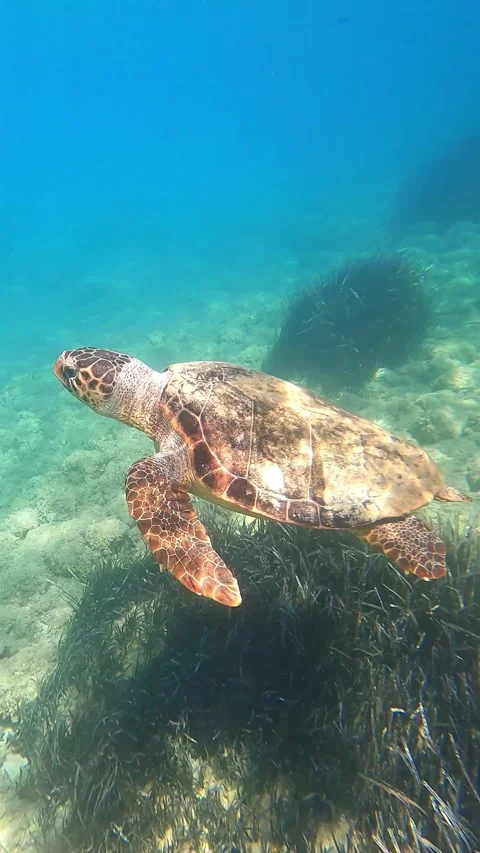 Sea Turtle Greece Stock Videos – Royalty-Free HD & 4K Videos | Page 5