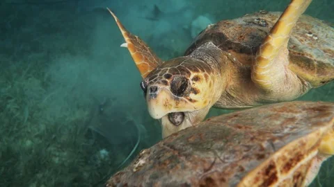 Loggerhead Sea Turtles Fighting In Wild ... | Stock Video | Pond5