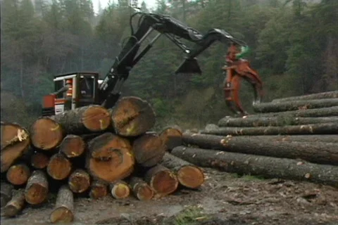Log Stock Video Footage | Royalty Free Log Videos | Pond5